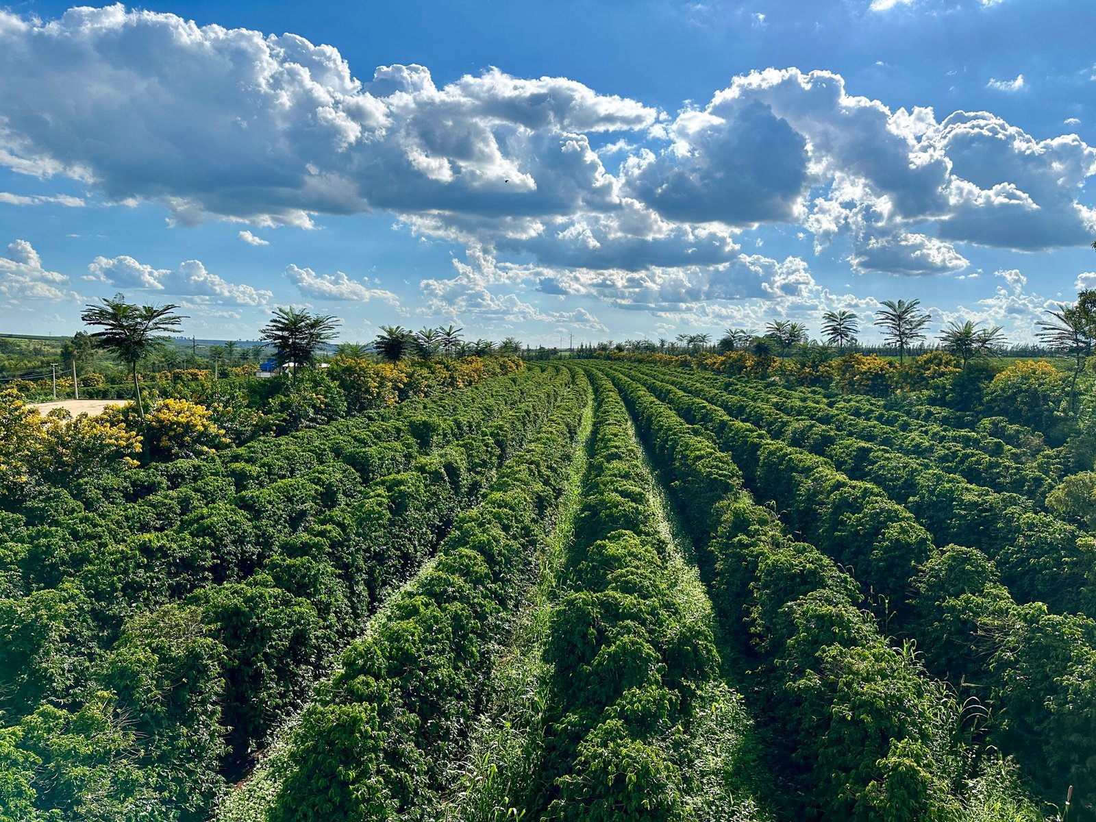 Dia Nacional do Café destaca a inovação e a sustentabilidade do Cerrado ...